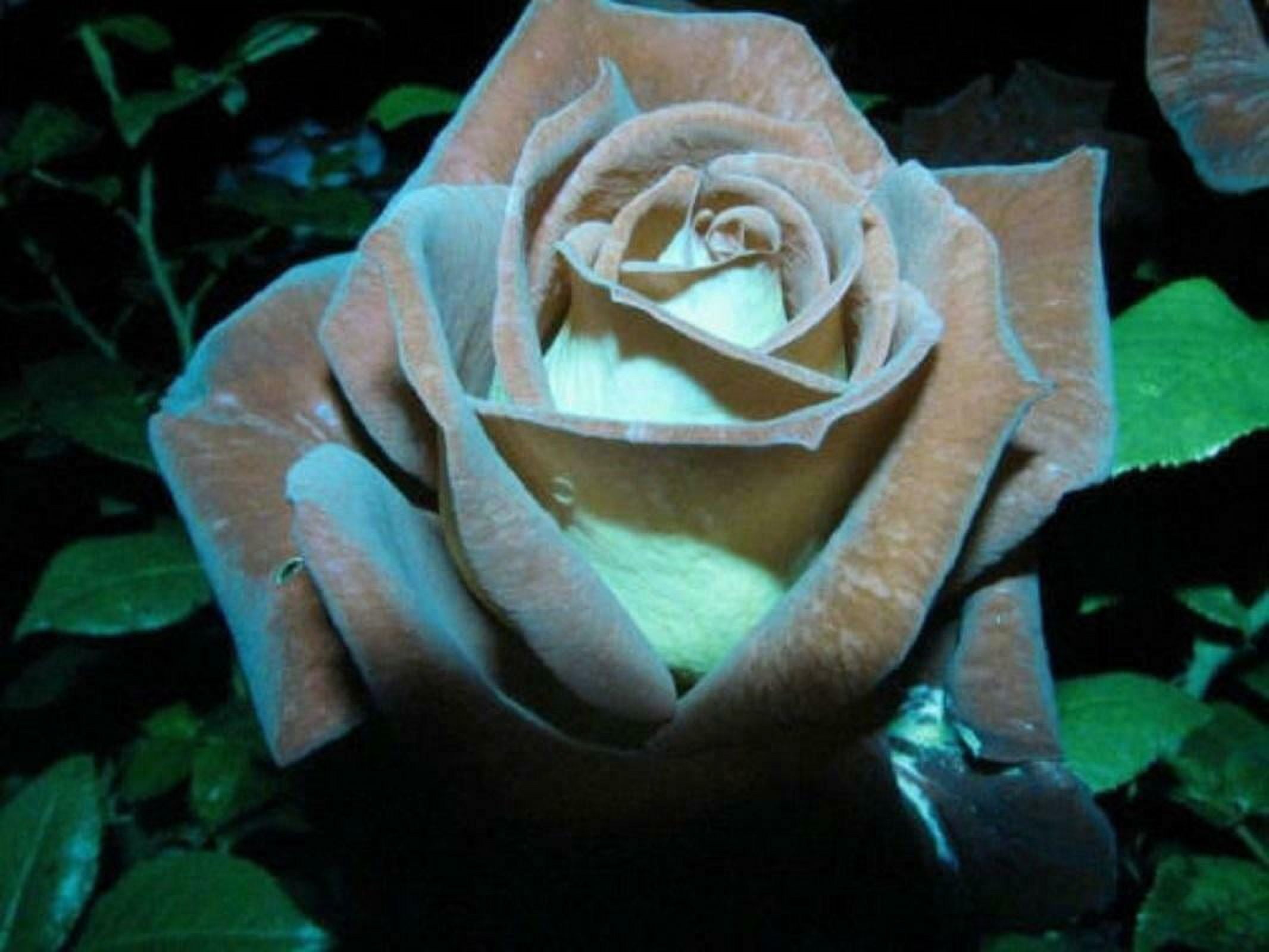 Rare Rose Seeds 20 Chocolate Mint Rose Plant Seeds - Walmart Business ...