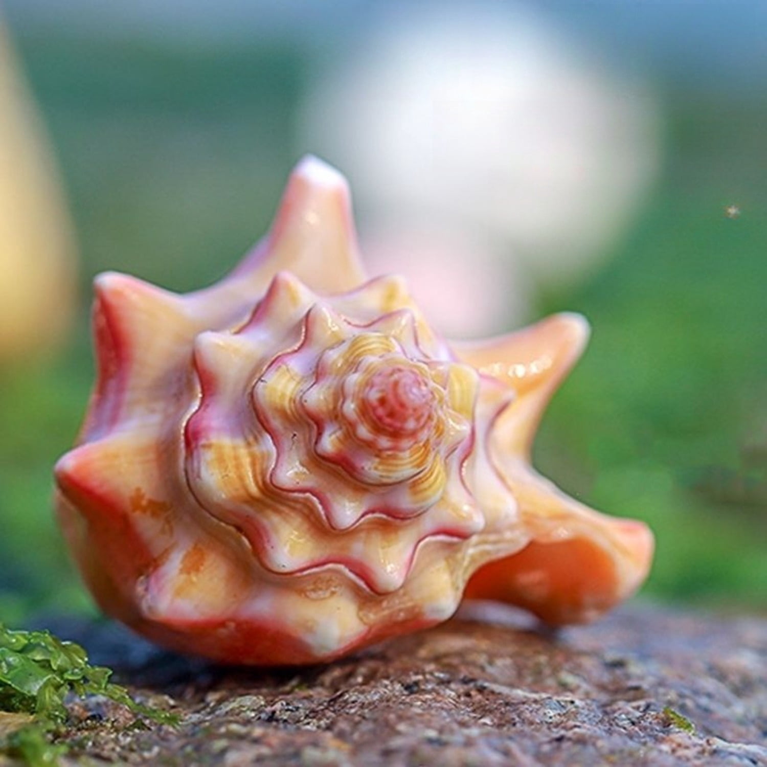Rare Rosy Conch Shell Aquarium Decor Marine Specimen 10 to 11cm Coastal ...
