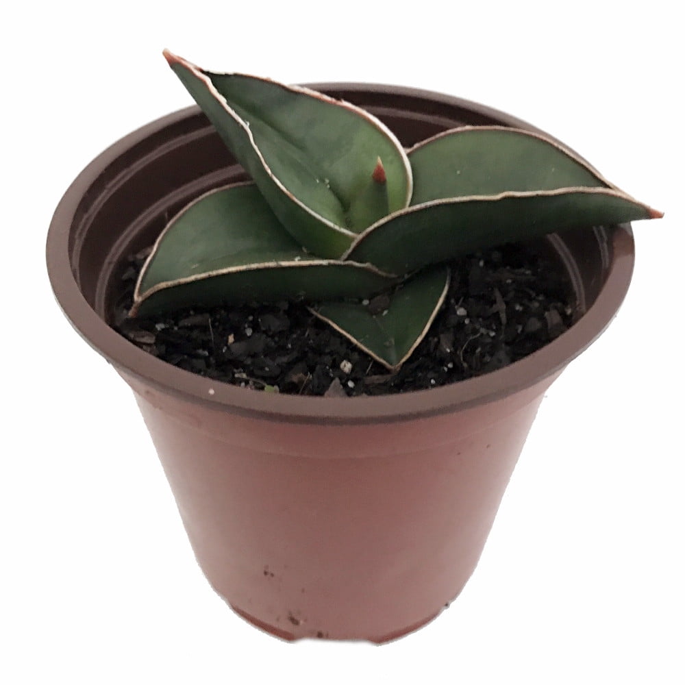Rare Samurai Sword Snake Plant - Sanseveria - Almost Impossible to Kill ...