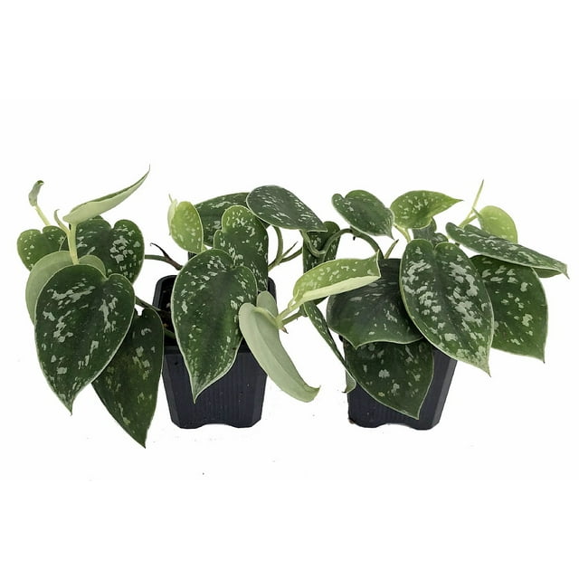 "Rare Silver Cloud Philodendron - Easy To Grow Live Indoor Houseplant ...