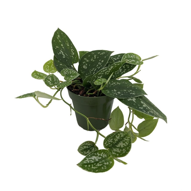 "Rare Indoor Silver Cloud Philodendron Scindapsus pictus, Easy to Grow ...