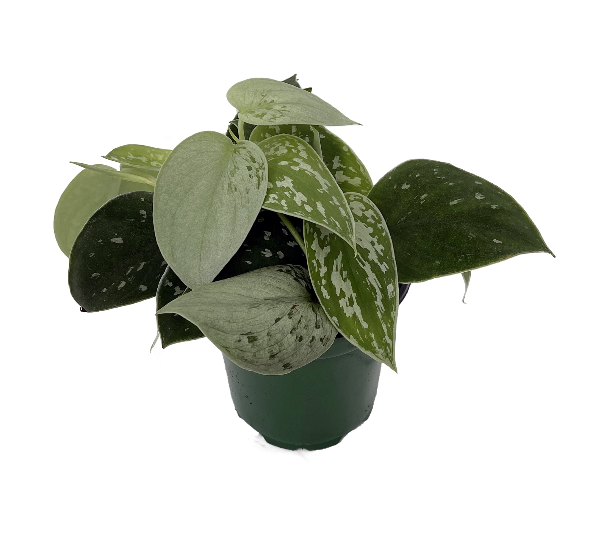 Rare Silvery Ann Philodendron - Scindapus pictus - EASY - 4" Pot ...