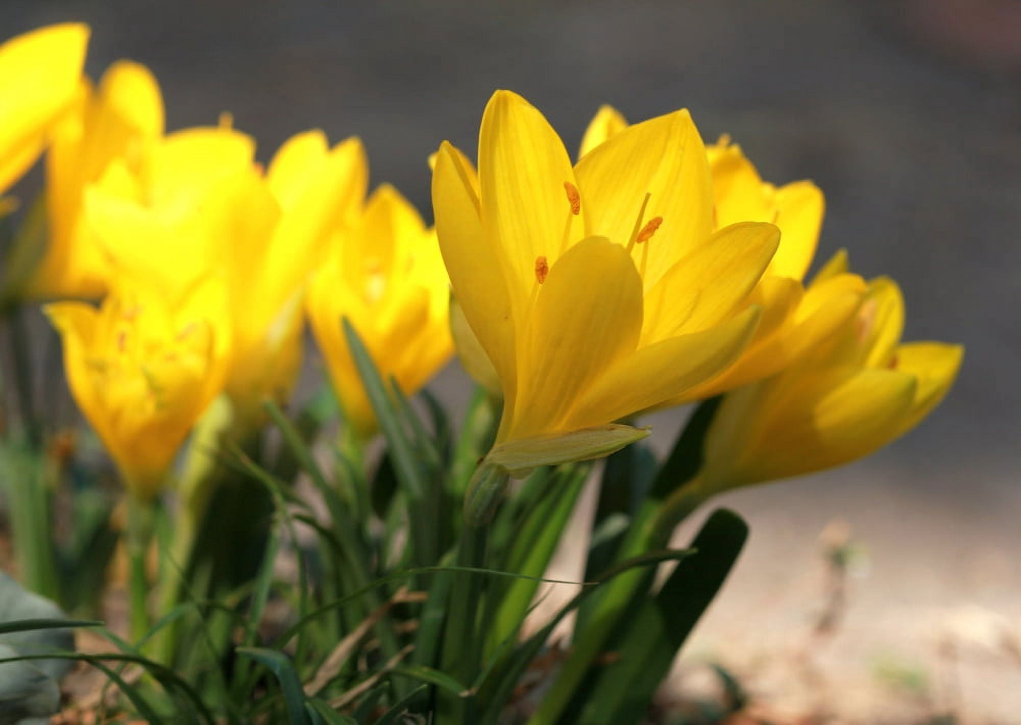 Rare Sternbergia Flower Bulbs for Planting - 5 Bulbs - (Autumn Daffodil ...