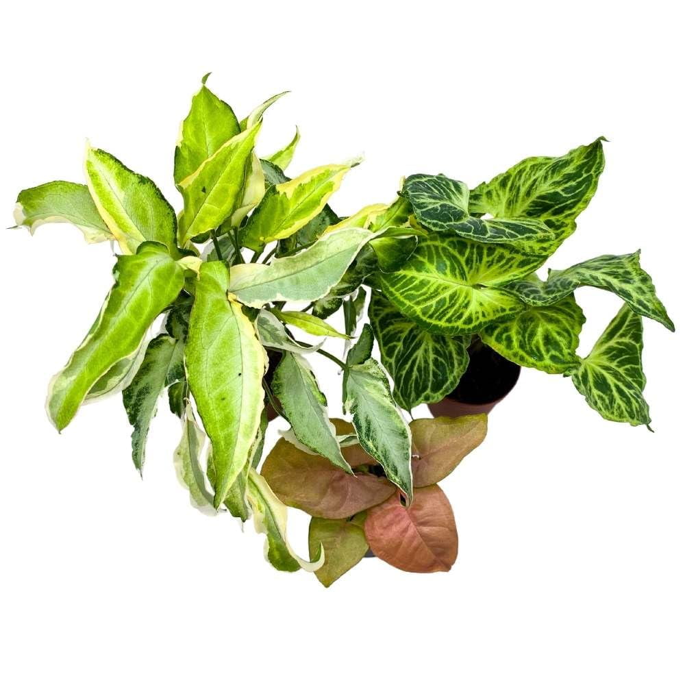 Rare Syngonium Assortment, 2 inch Set of 3, Arrowhead Vine Vining Plant ...