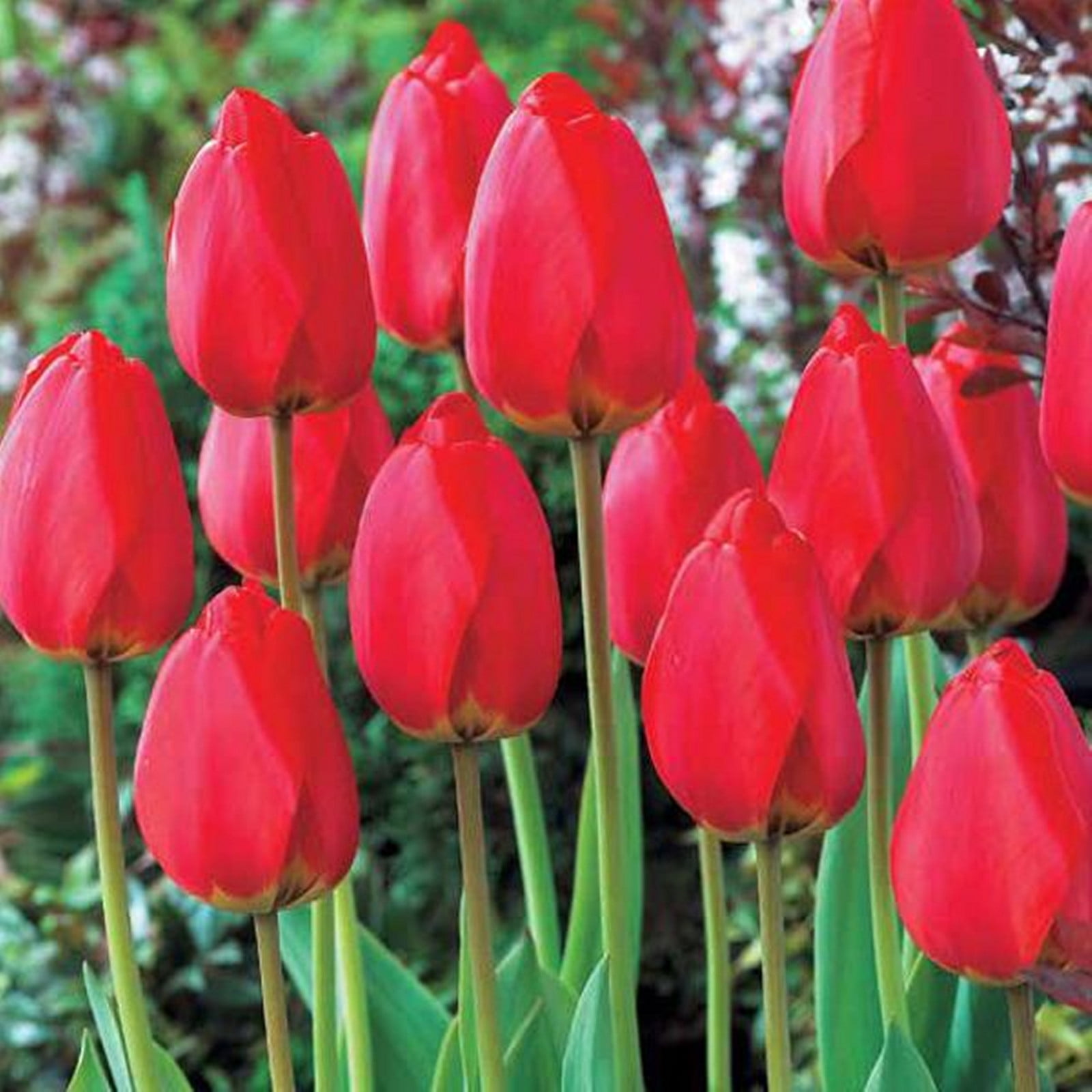 Rare Tulip Flower Bulbs Perennial Potted Plants Tulip Flower,Tulip ...