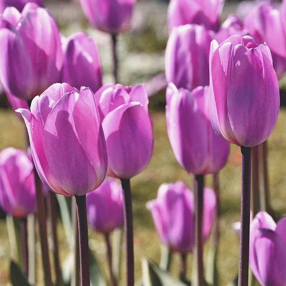 Rare Tulip Flower Bulbs Perennial Potted Plants Tulip Flower - Walmart.com
