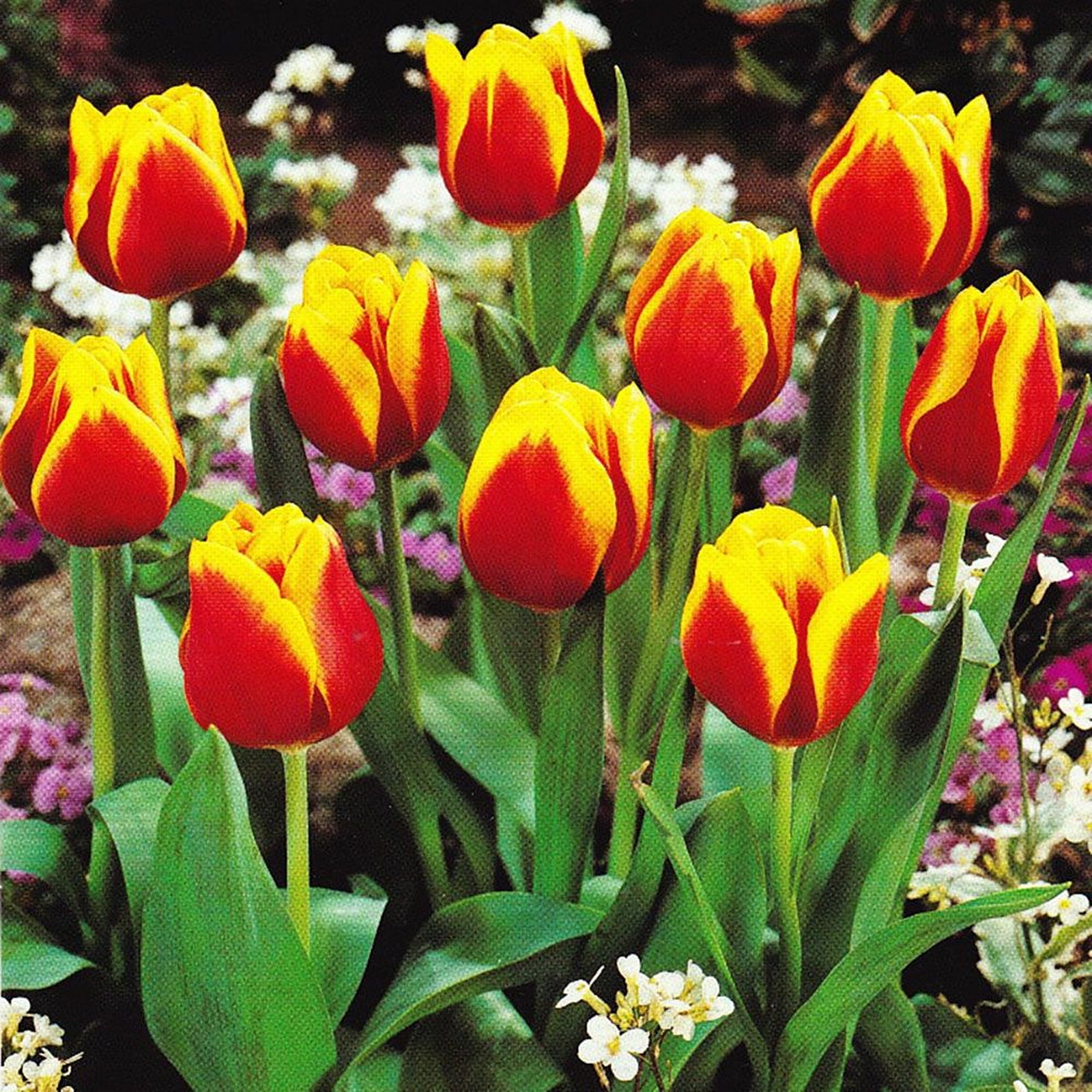 Rare Tulip Flower Bulbs Tulip Flower Perennial Potted Plants - Walmart.com