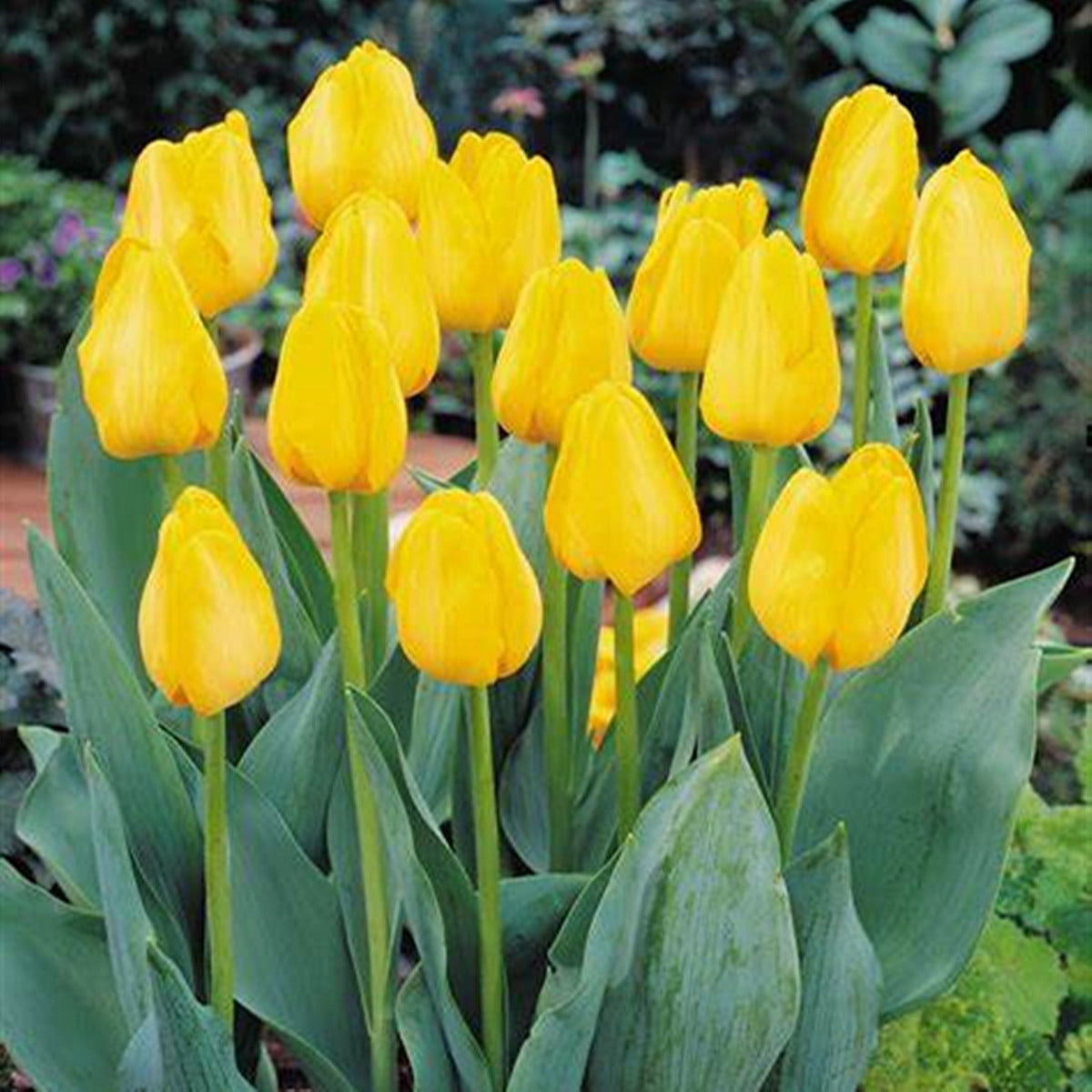 Rare Tulip Flower Bulbs Tulip Flower Perennial Potted Plants - Walmart.com