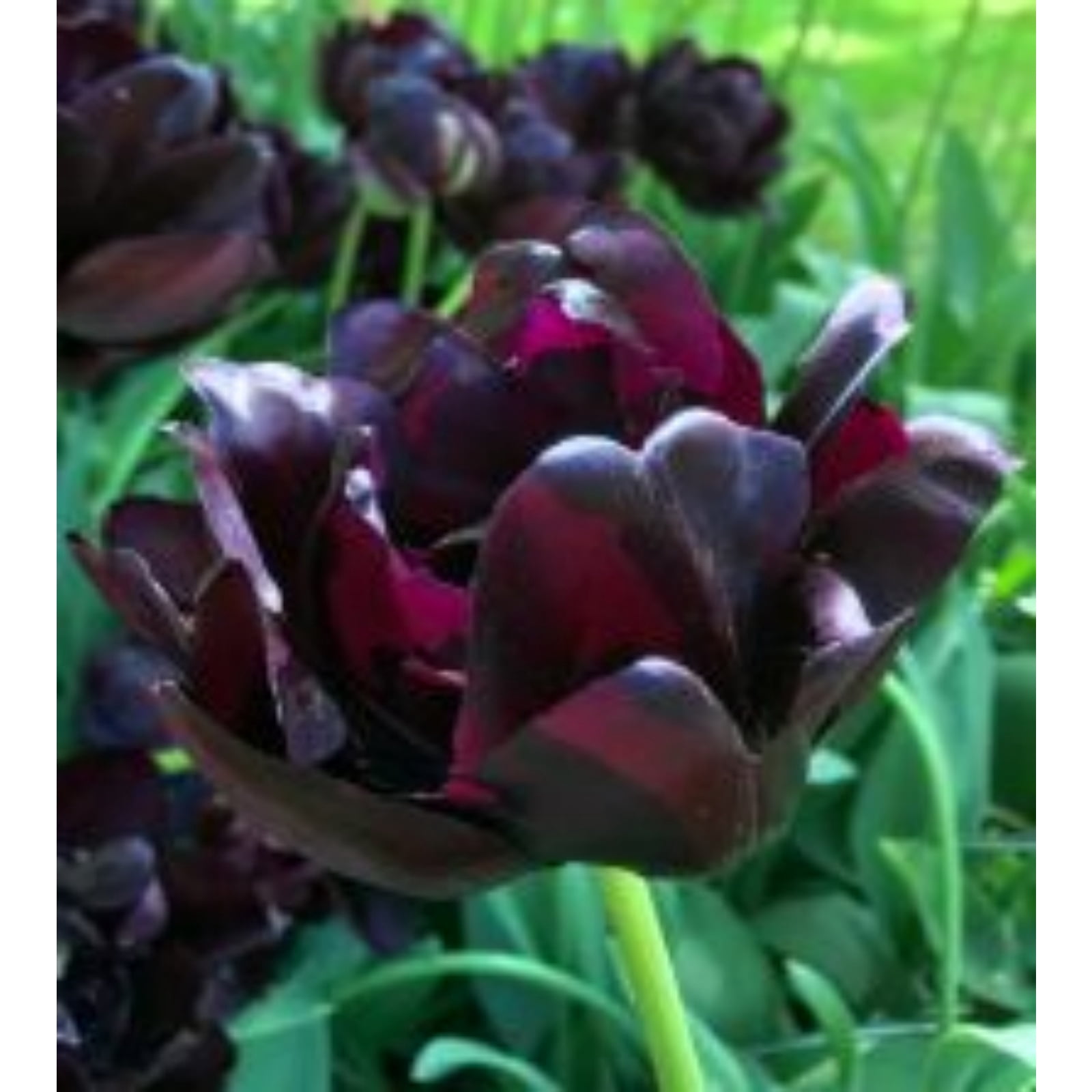 Rare Tulip Pre- -for Gardening and Planting-INS garden must have Rare ...