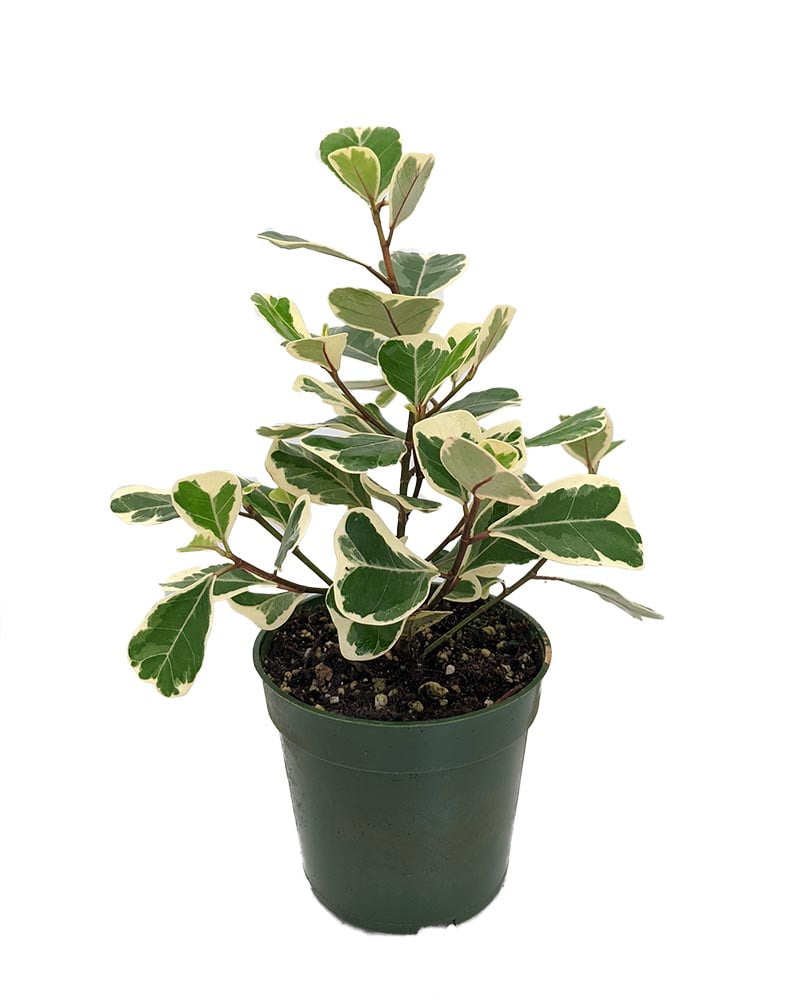Live Indoor Dwarf Variegated Triangle Weeping Fig - Ficus triangularis ...