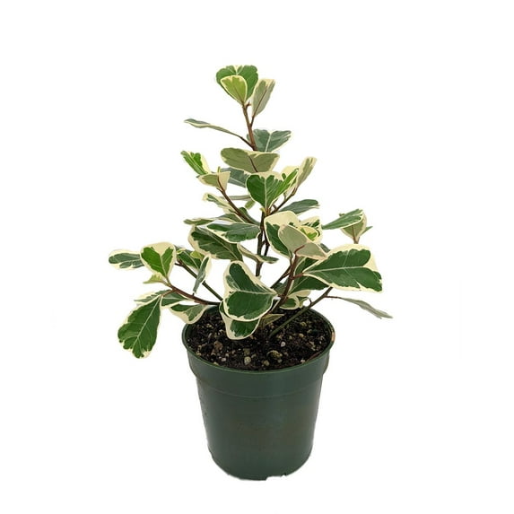 Live Indoor Dwarf Variegated Triangle Weeping Fig - Ficus triangularis ...