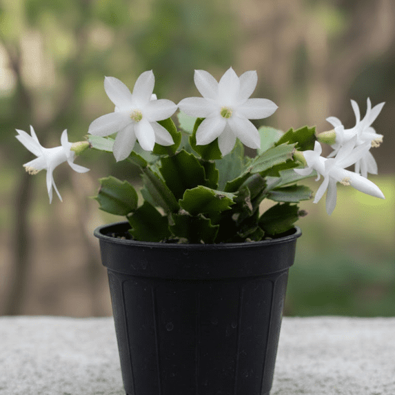 Rare White Easter Cactus Plants Live, White Zygocactus Live Indoor ...