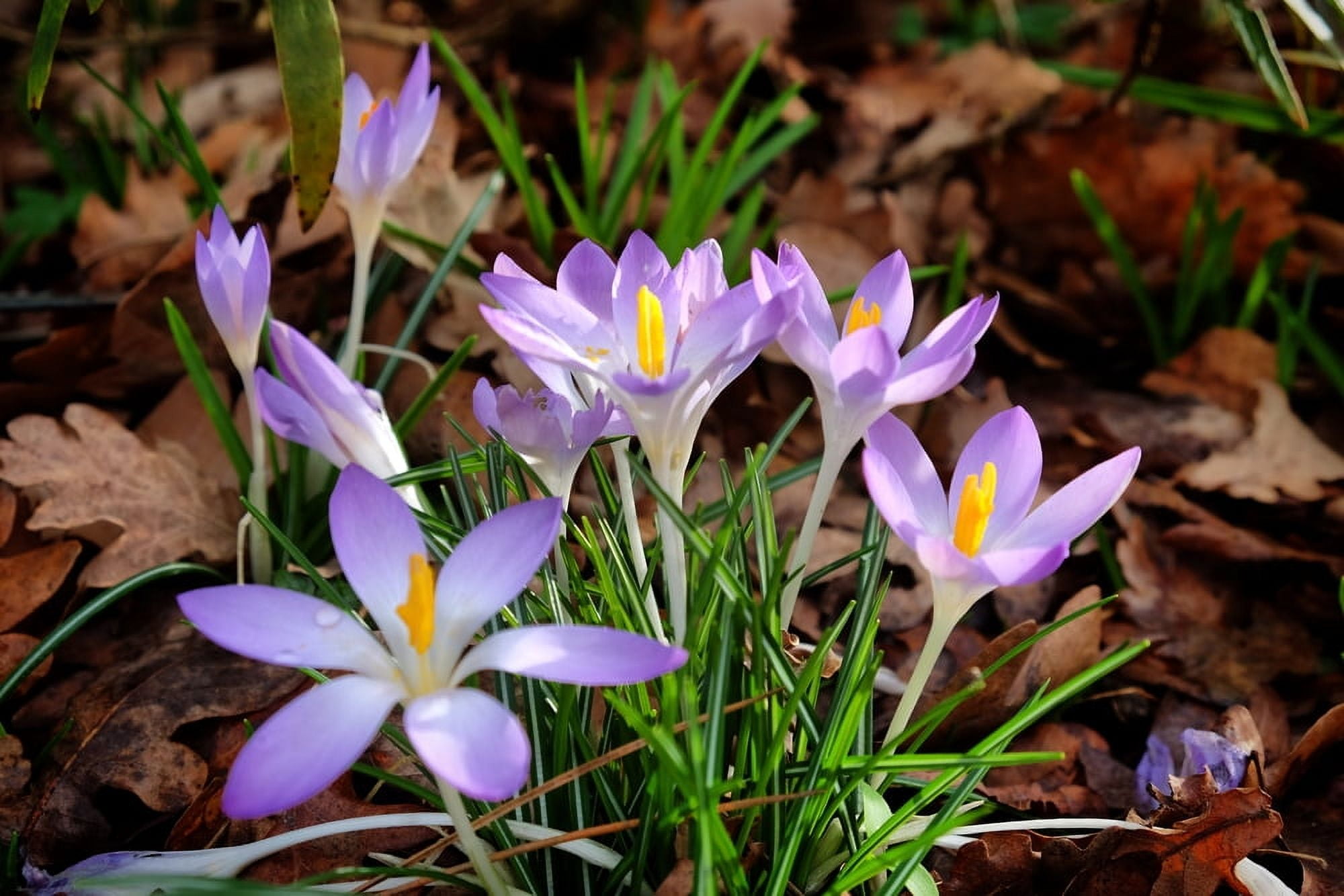 Rare Whitewell Purple Crocus Flower Bulbs for Planting, Crocus ...