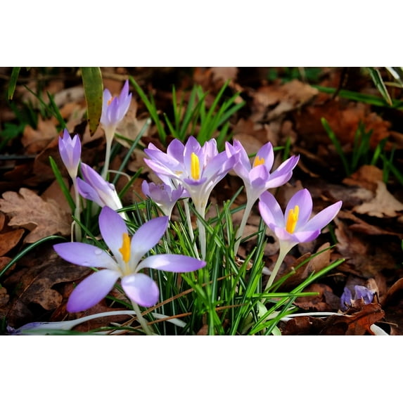 Rare Whitewell Purple Crocus Flower Bulbs for Planting, Crocus ...