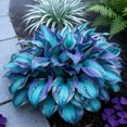 Rare hosta-Midnight blue heart hosta-Bulbs For Planting - Premium ...
