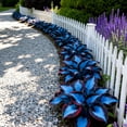 Rare hosta-Midnight blue heart hosta-Bulbs For Planting - Premium ...