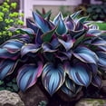 Rare hosta-Midnight blue heart hosta-Bulbs For Planting - Premium ...