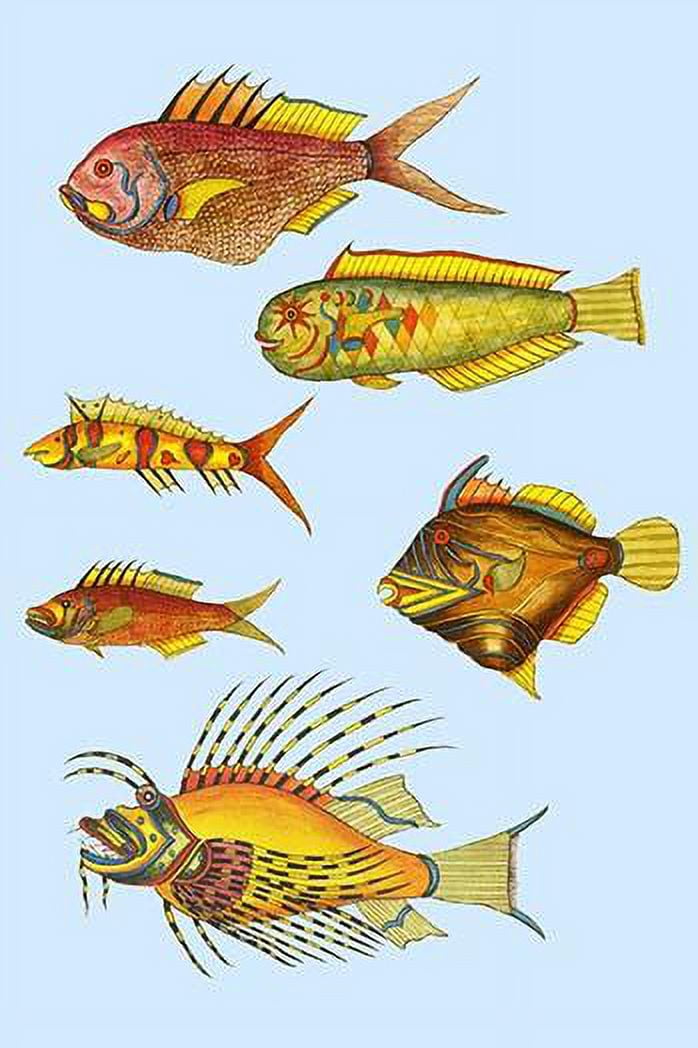 Rare tropical Fish of the East Indies, the Indian Ocean, Ceylon and ...