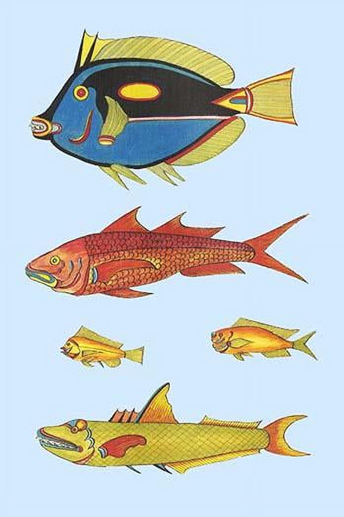 Rare tropical Fish of the East Indies, the Indian Ocean, Ceylon and ...