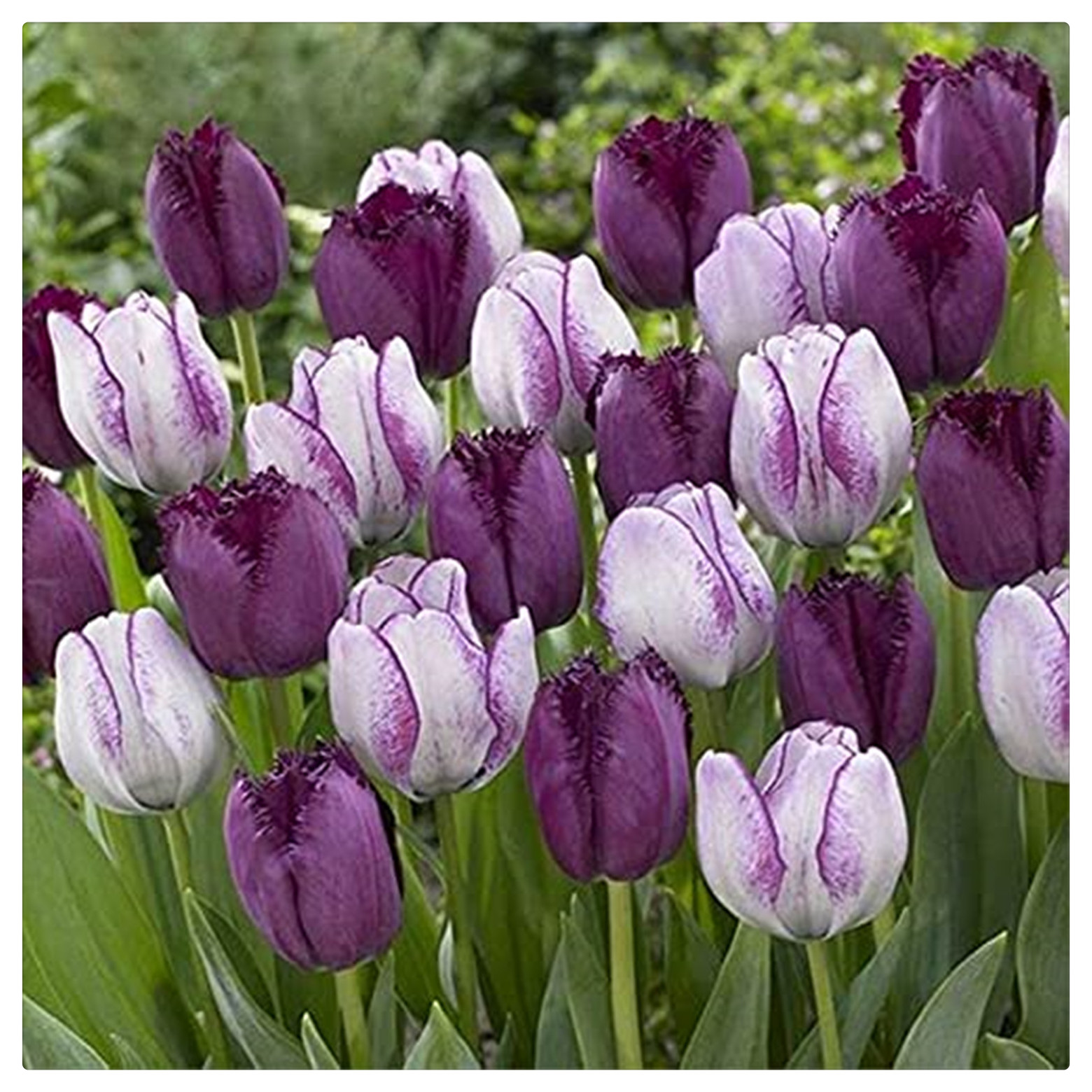 RareTulips Bloom Year After Year Recommended Balcony Decoration ...