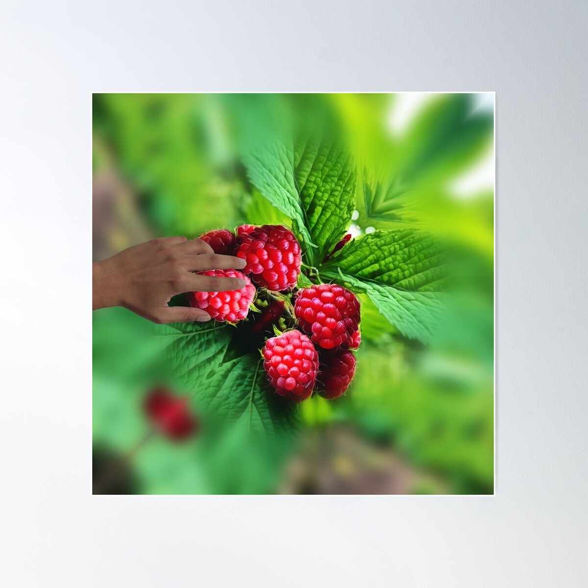 Raspberries Poster Wall Art, Modern Wall Decor For Living Room Bedroom ...