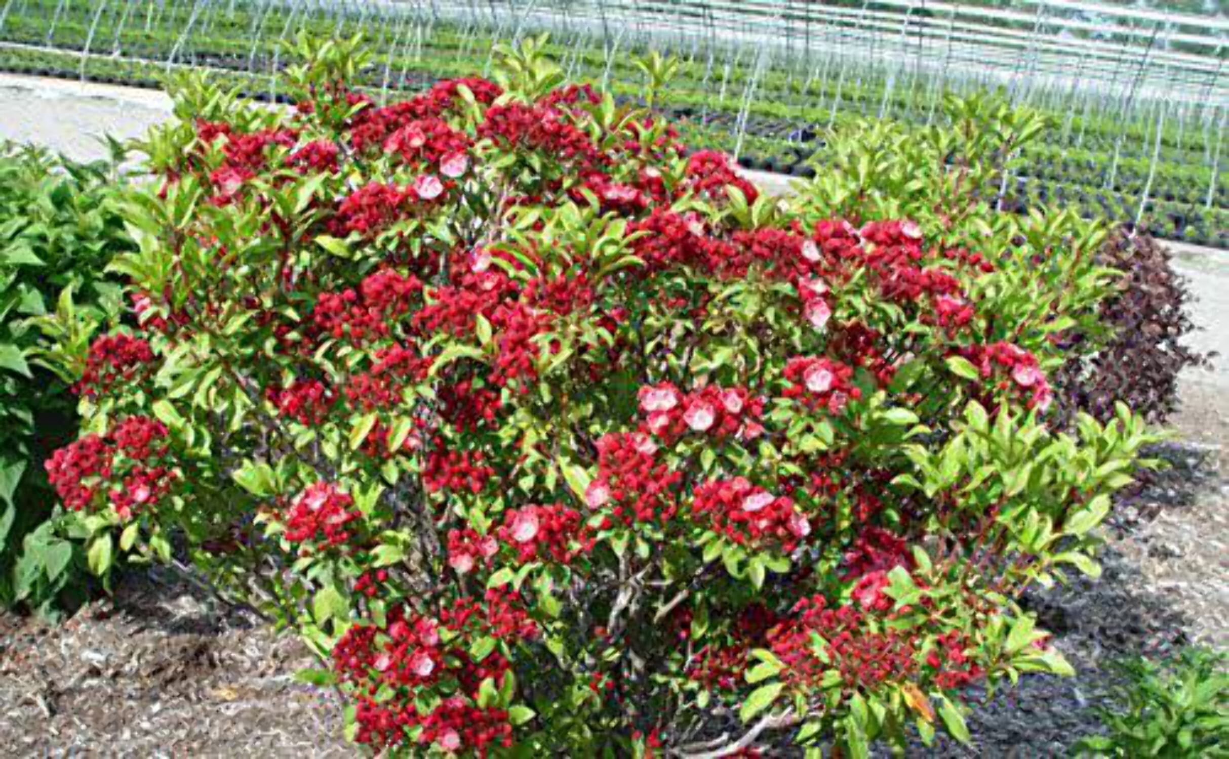 Raspberry Glow Mountain Laurel - Walmart.com