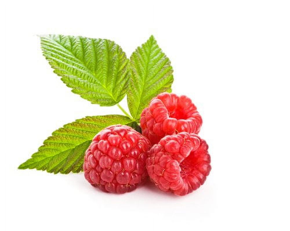 Raspberry Red Great Garden Fruit Bush By Seed Kingdom 30 Seeds ...