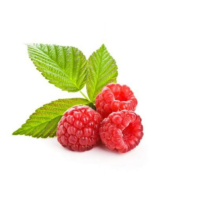 Raspberry Red Great Garden Fruit Bush By Seed Kingdom 30 Seeds ...