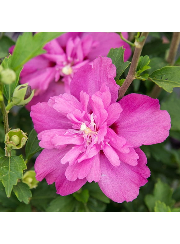 Hibiscus Plants in Garden Bushes - Walmart.com