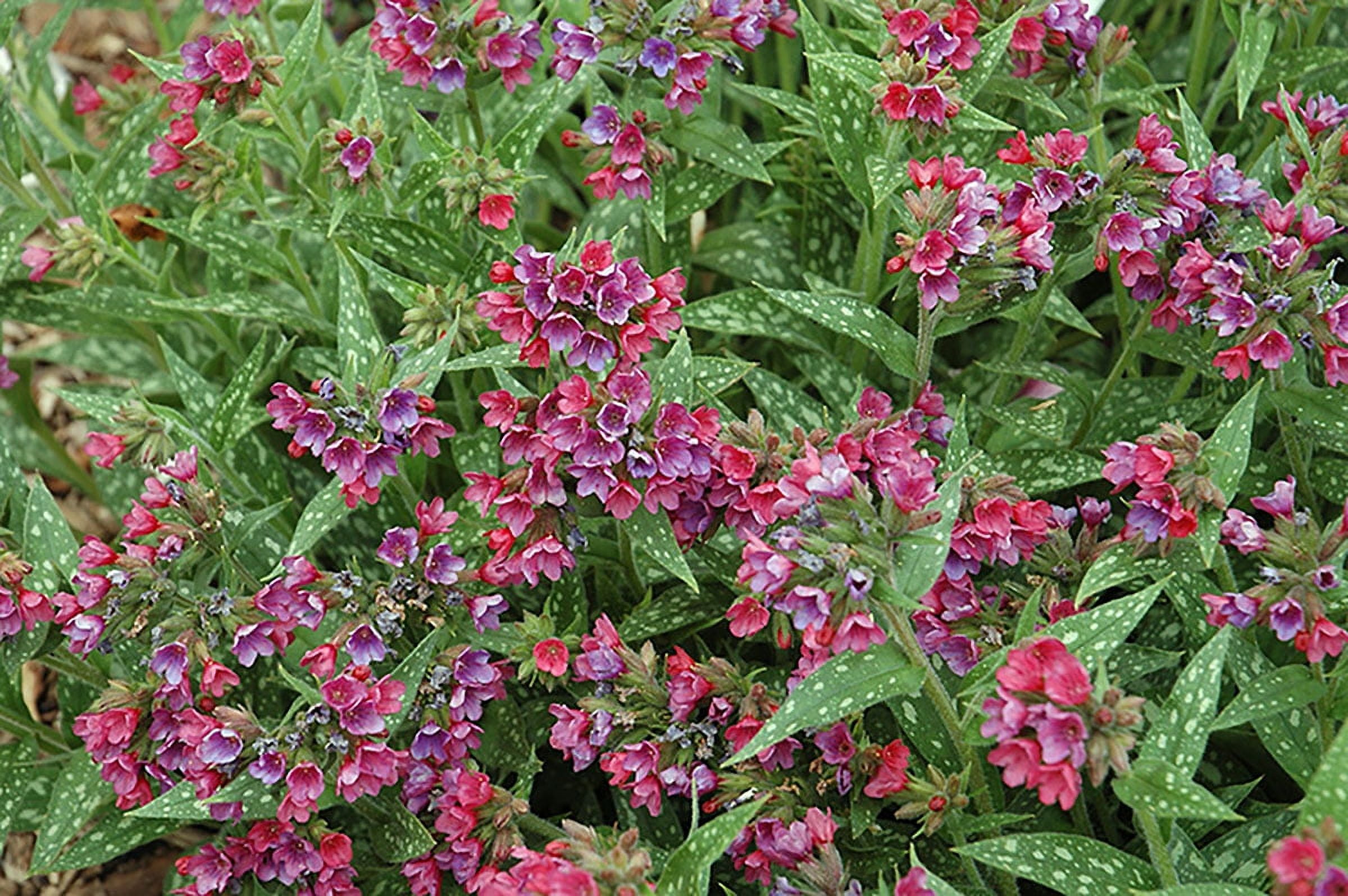 Raspberry Splash Lungwort Perennial - Pulmonaria - Live Plant - Gallon ...