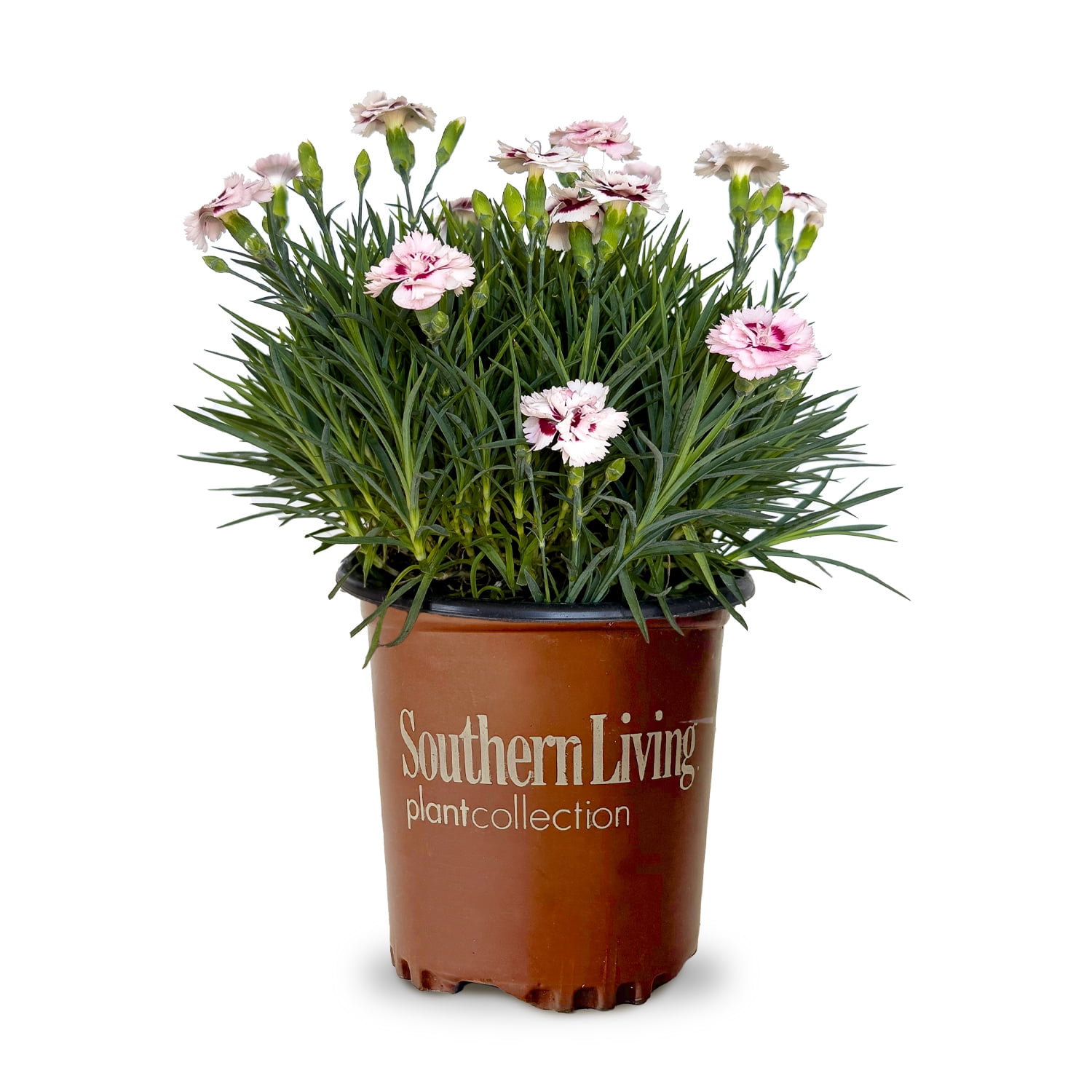Southern Living Raspberry Surprise Dianthus Live Shrub in 2.5 qt. Full ...