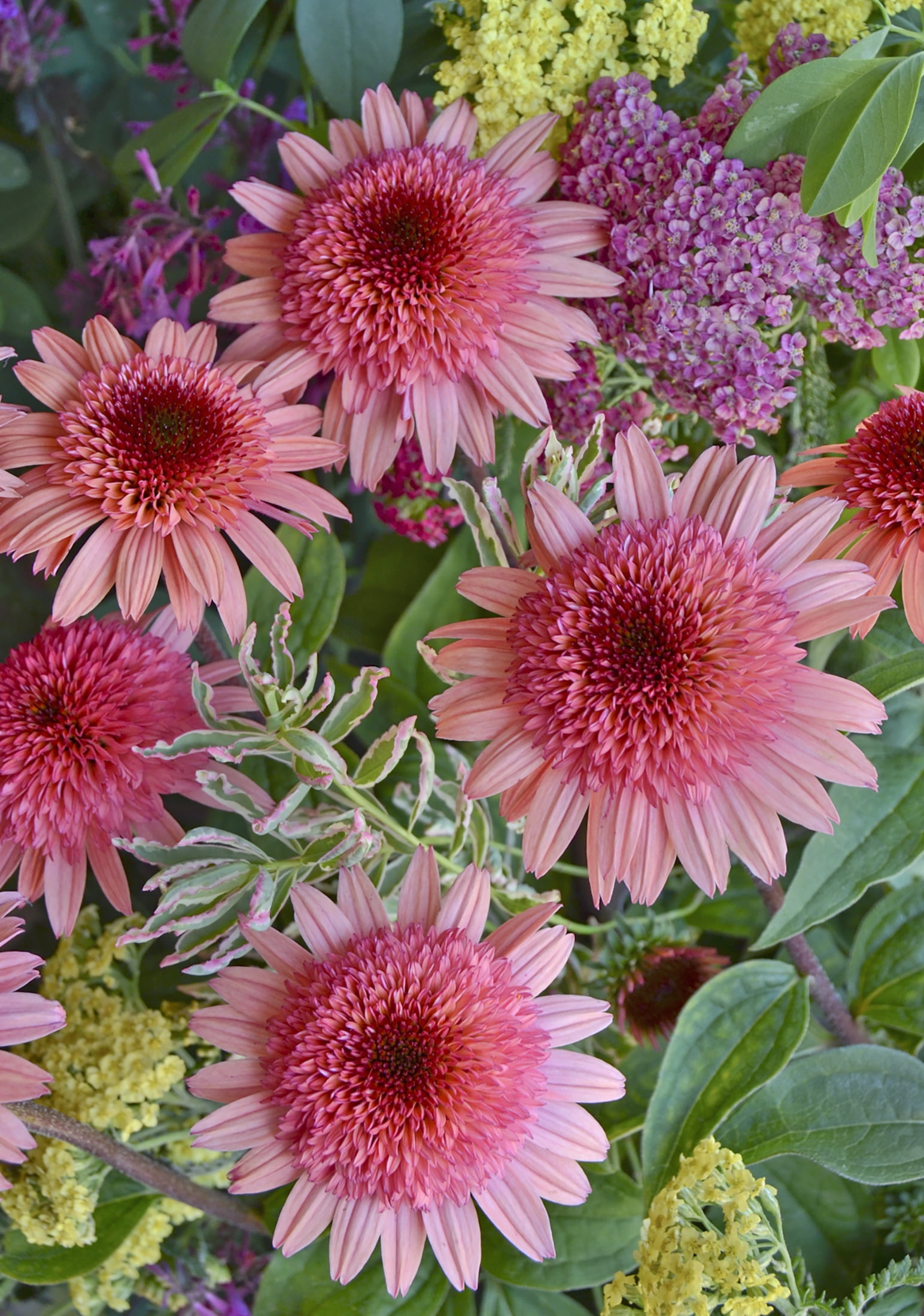 Echinacea Raspberry Truffle Coneflower for Garden, 2.5" Pot Size ...