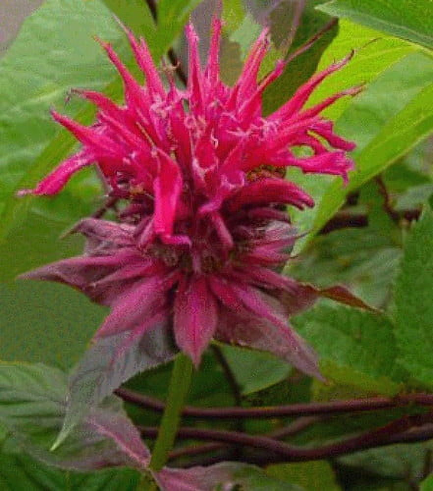 Raspberry Wine Bee Balm - Monarda - Bright Red & Pink - Live Plant ...