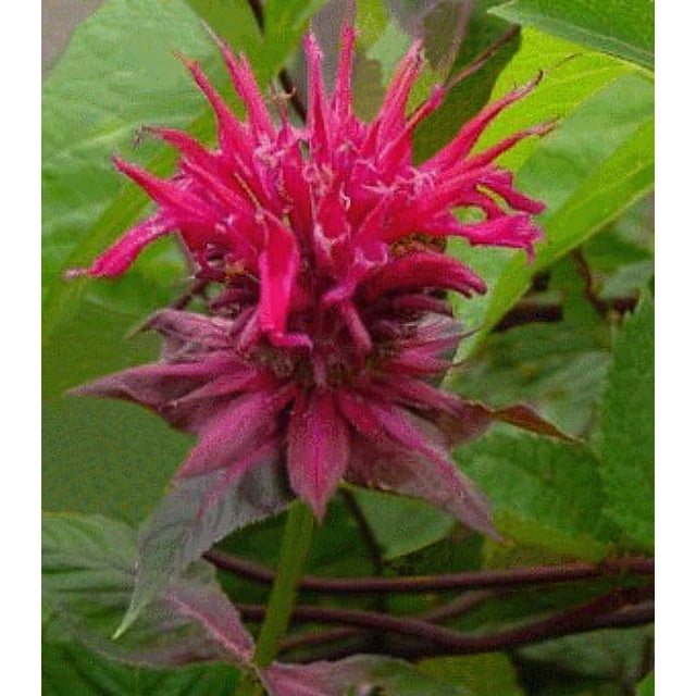 Raspberry Wine Bee Balm - Monarda - Bright Red & Pink - Live Plant ...
