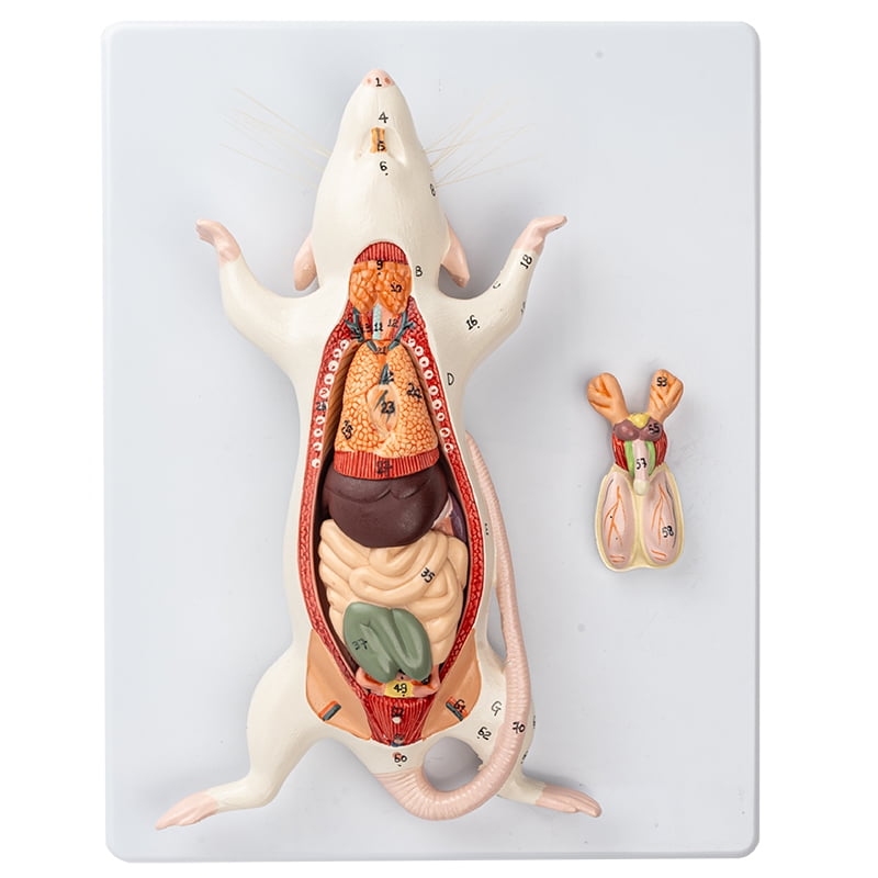 Rat Anatomy Model White Mouse Internal Organ Structure Anatomy Biology ...