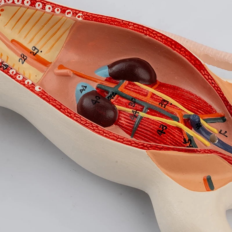Rat Anatomy Model White Mouse Internal Organ Structure Anatomy Biology ...