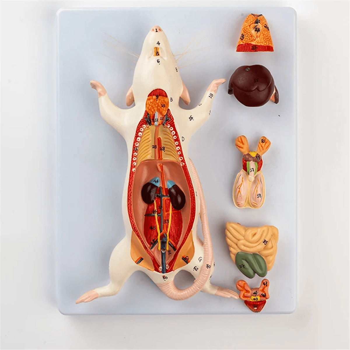 Rat Anatomy Model White Mouse Internal Organ Structure Anatomy Biology ...