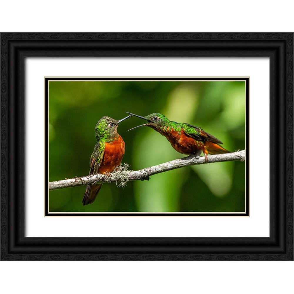 Ratna Prem, Venkata 14x11 Black Ornate Wood Framed with Double Matting ...