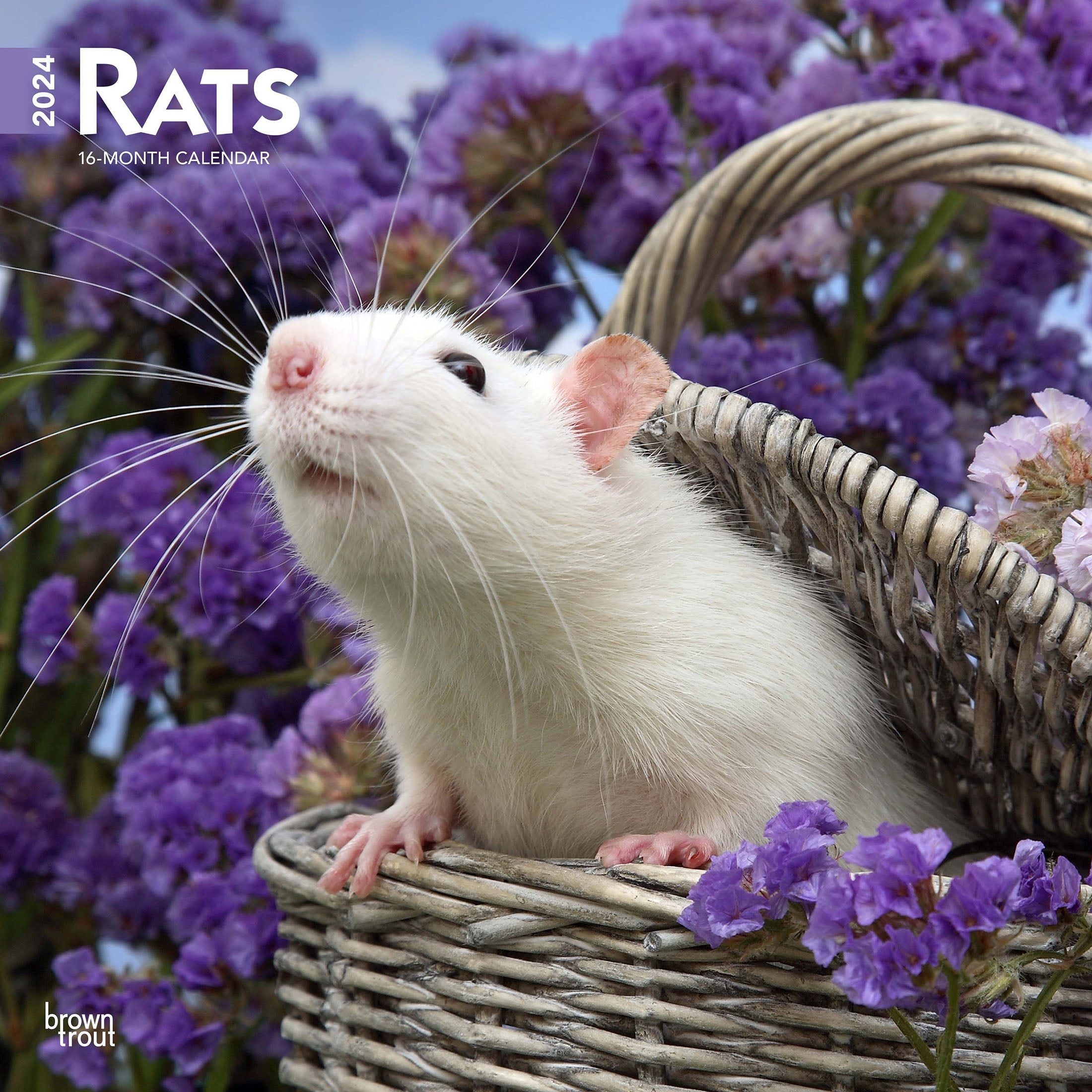 Rats | 2024 12x24" (Hanging) Monthly Square Wall Calendar | BrownTrout ...