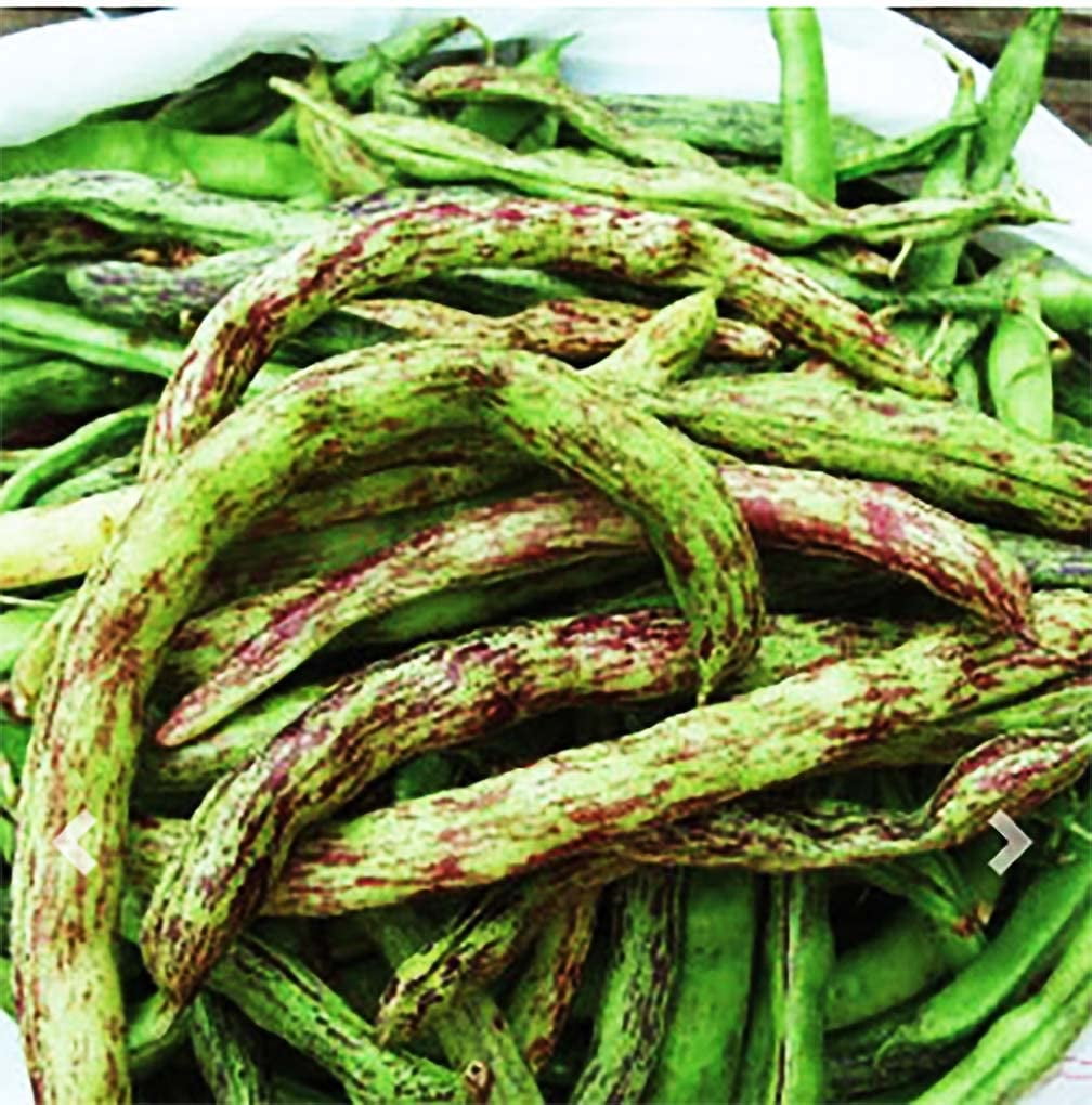 Rattlesnake Bean Seeds - 20 Large Bean MHD1Seeds - Marde Ross & Company ...