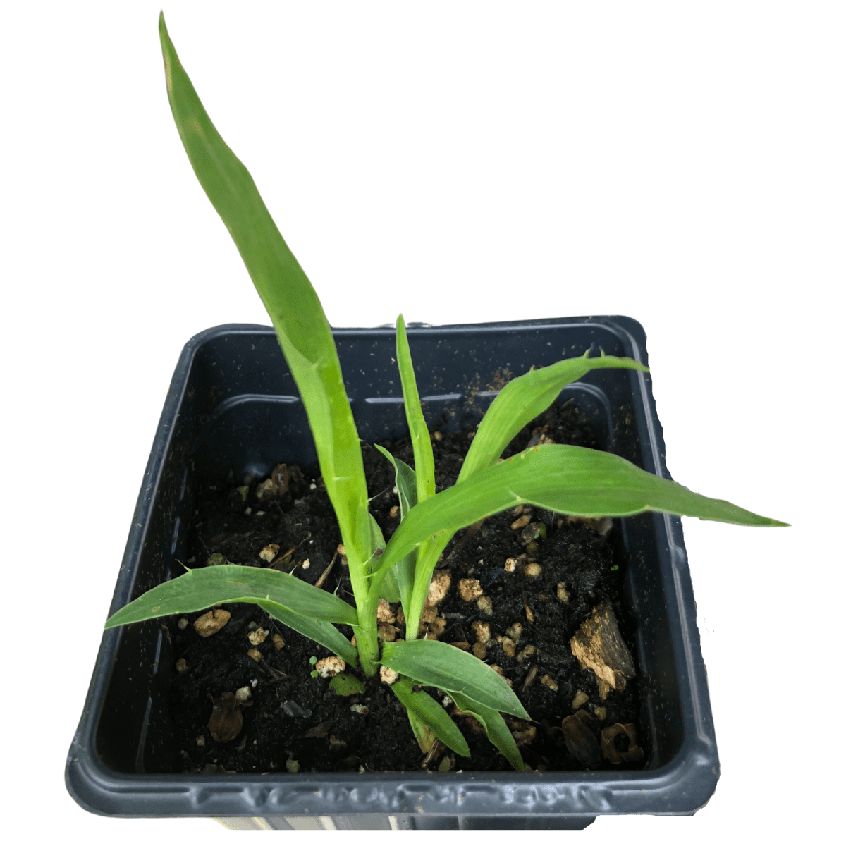 Rattlesnake Master (Eryngium yuccifolium) Organic Plant in 2.5-inch Pot ...