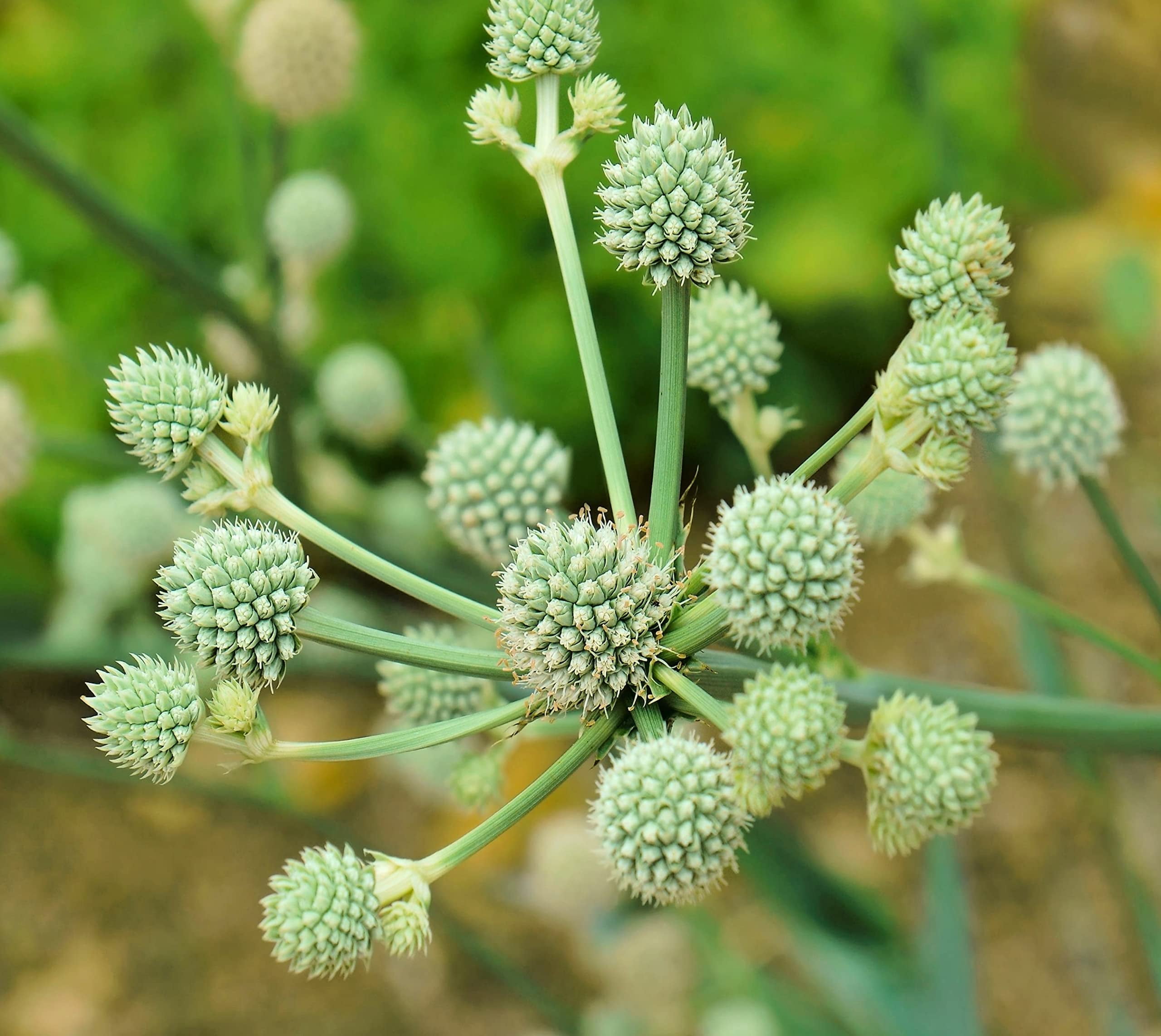 Rattlesnake Master Seeds for Planting (100+ Seeds) - Hardy Herbaceous ...