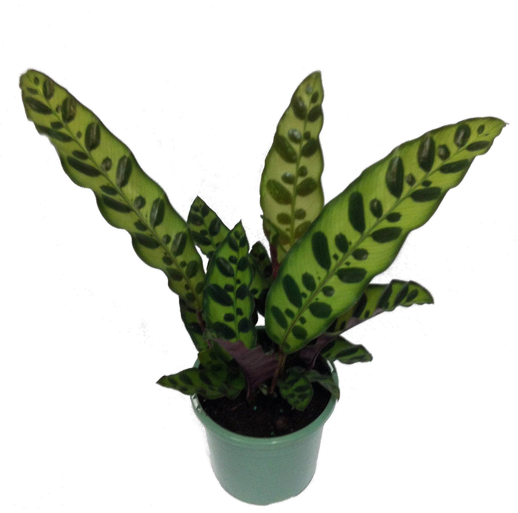 "Rattlesnake Plant - Calathea lancifolia - Medium Potted Indoor Live ...