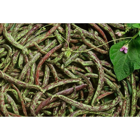 Rattlesnake Pole Bean Seeds - Walmart.com
