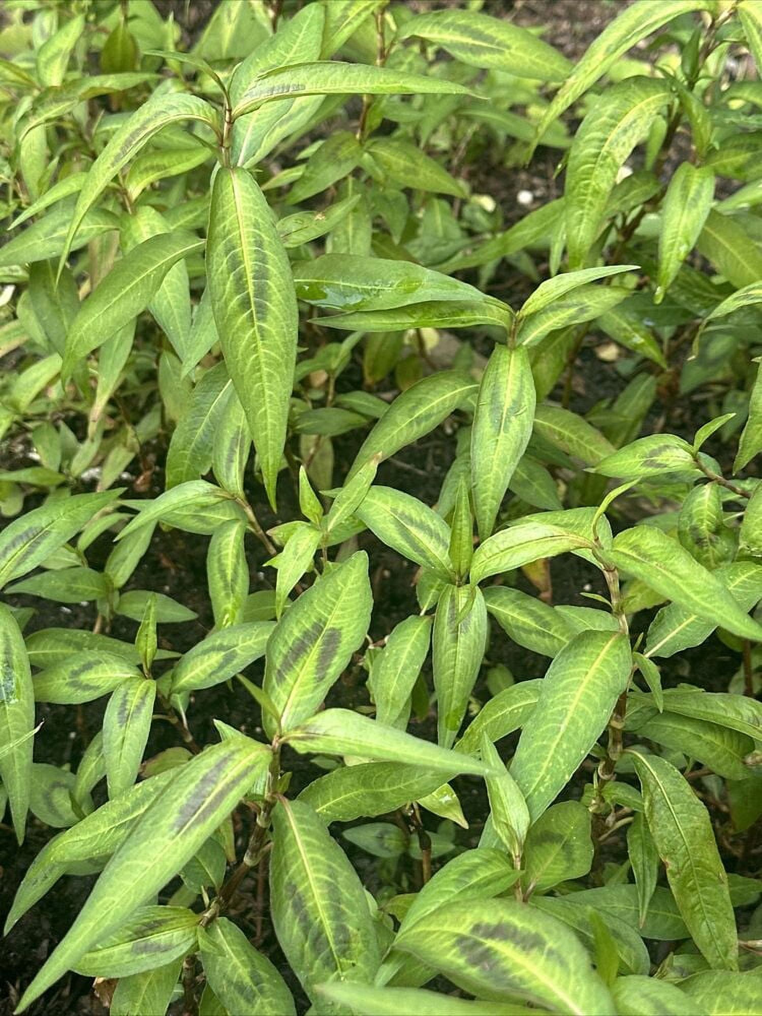 Rau Ram, Vietnamese Coriander Plants x10 Live 7"-12” Tall rooted in ...