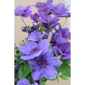Clematis Plants in Perennials - Walmart.com
