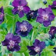 Raven Cranesbill Geranium Flower Root - Blooms All Summer - Grows Great ...