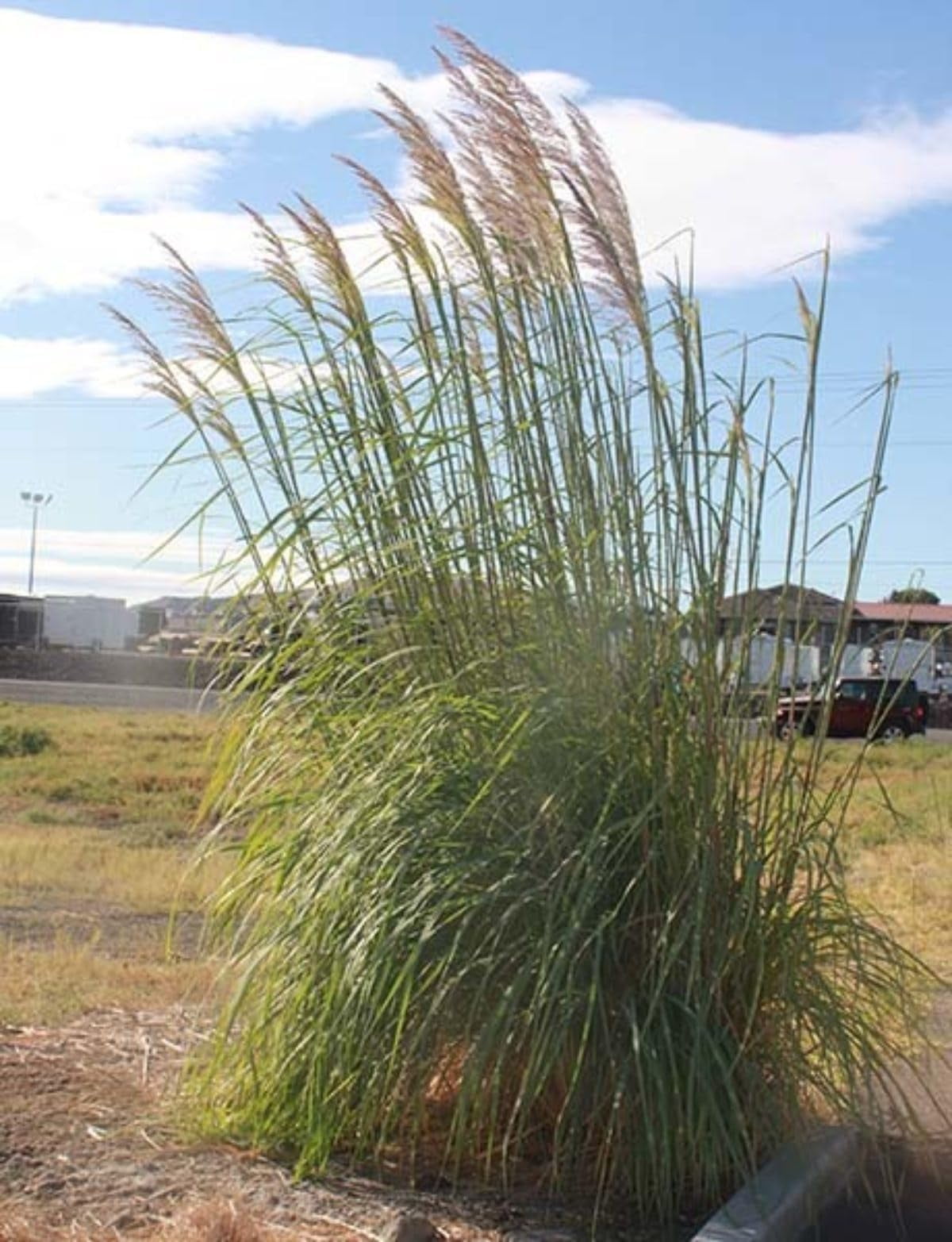 Raven Grass Seeds for Planting - 200 Seeds - Grows Giant, Great for ...