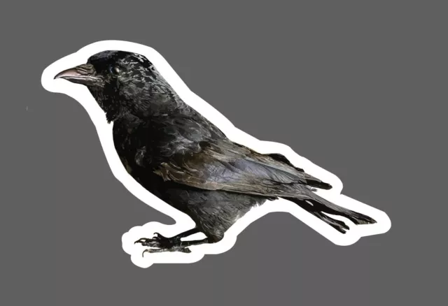 Raven Sticker Crow Realistic Waterproof Sticker Phone Decal Water ...