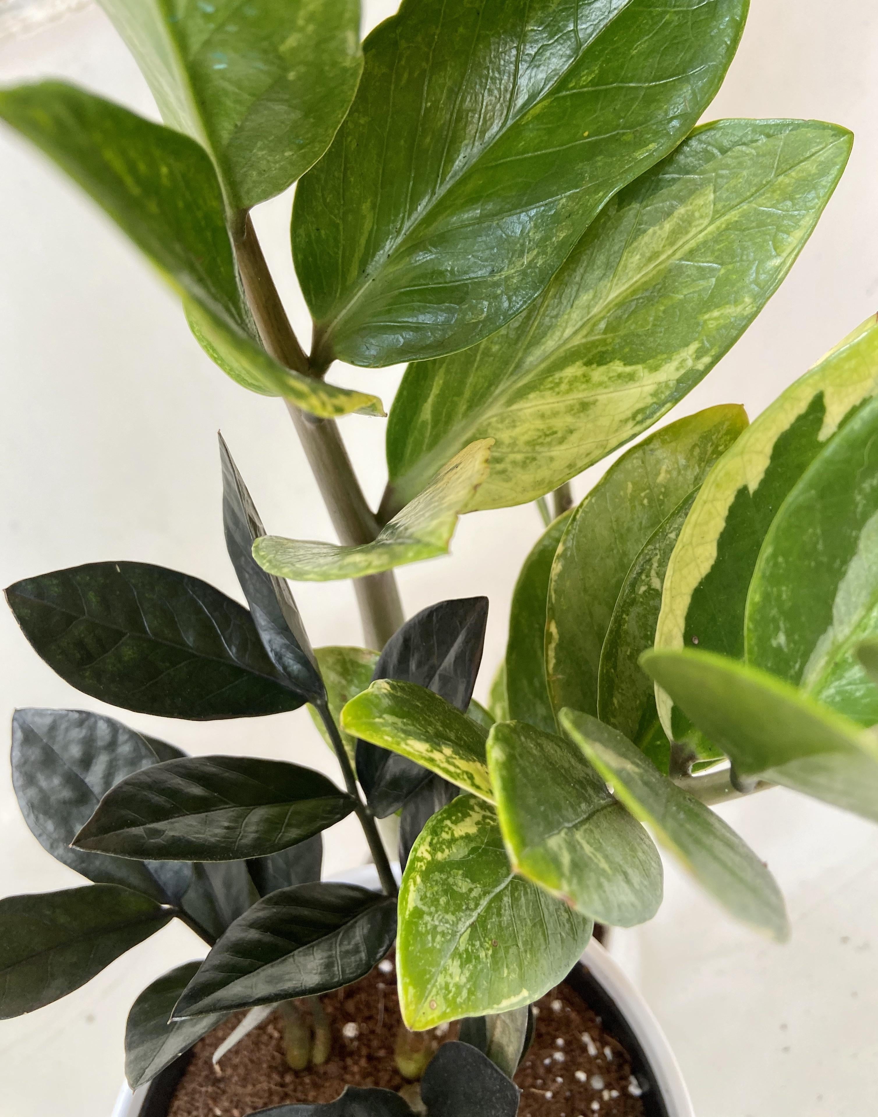 Raven ZZ Plant-Indoor Friendly and Low Maintenance 8" Pot - Walmart.com